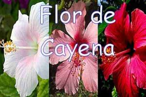 Para qué sirve la FLOR de CAYENA Usos para Salud y Belleza