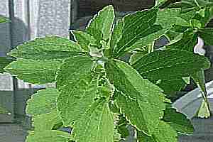 Malojillo, limoncillo o té de limón