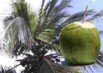 Jengibre propiedades para la salud y para bajar de peso ★ Recetas