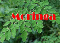 Malojillo, limoncillo o té de limón