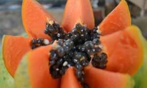 La lechosa o papaya y propiedades para la salud - Natural