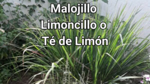 Malojillo, limoncillo o té de limón como remedio natural