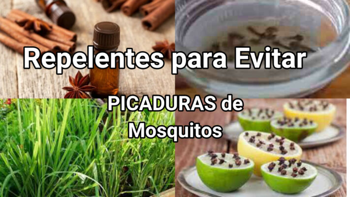 7 Repelentes para que no te piquen los zancudos 🔥 Recetas