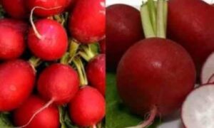 Rábanos 【Propiedades y Beneficios】Recetas Naturales